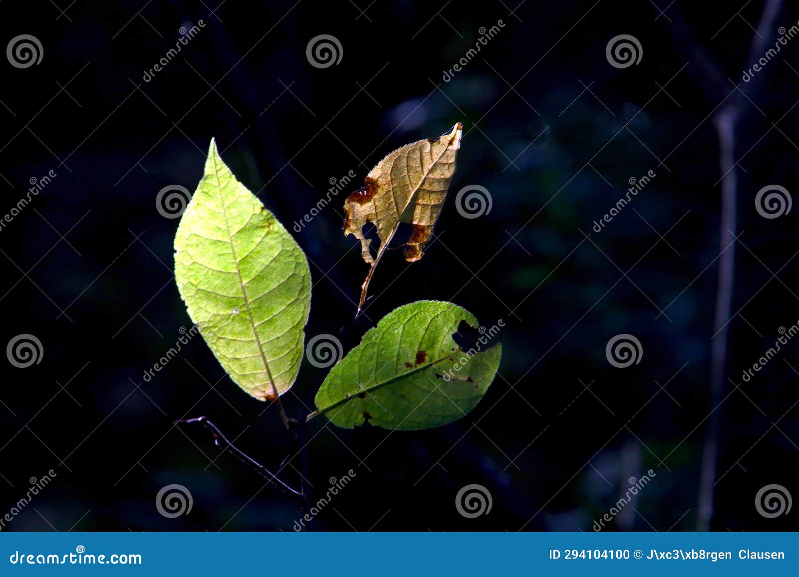 The Trinity of Leaves -looks Like they are Floating Stock Photo - Image ...