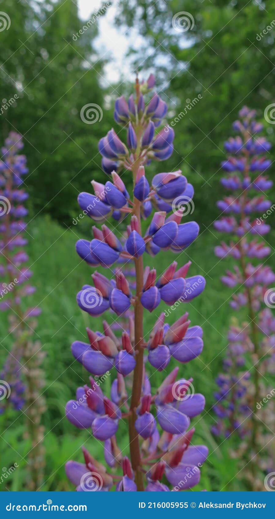 Trinity stock image. Image of herb, blossom, grass, garden - 216005955