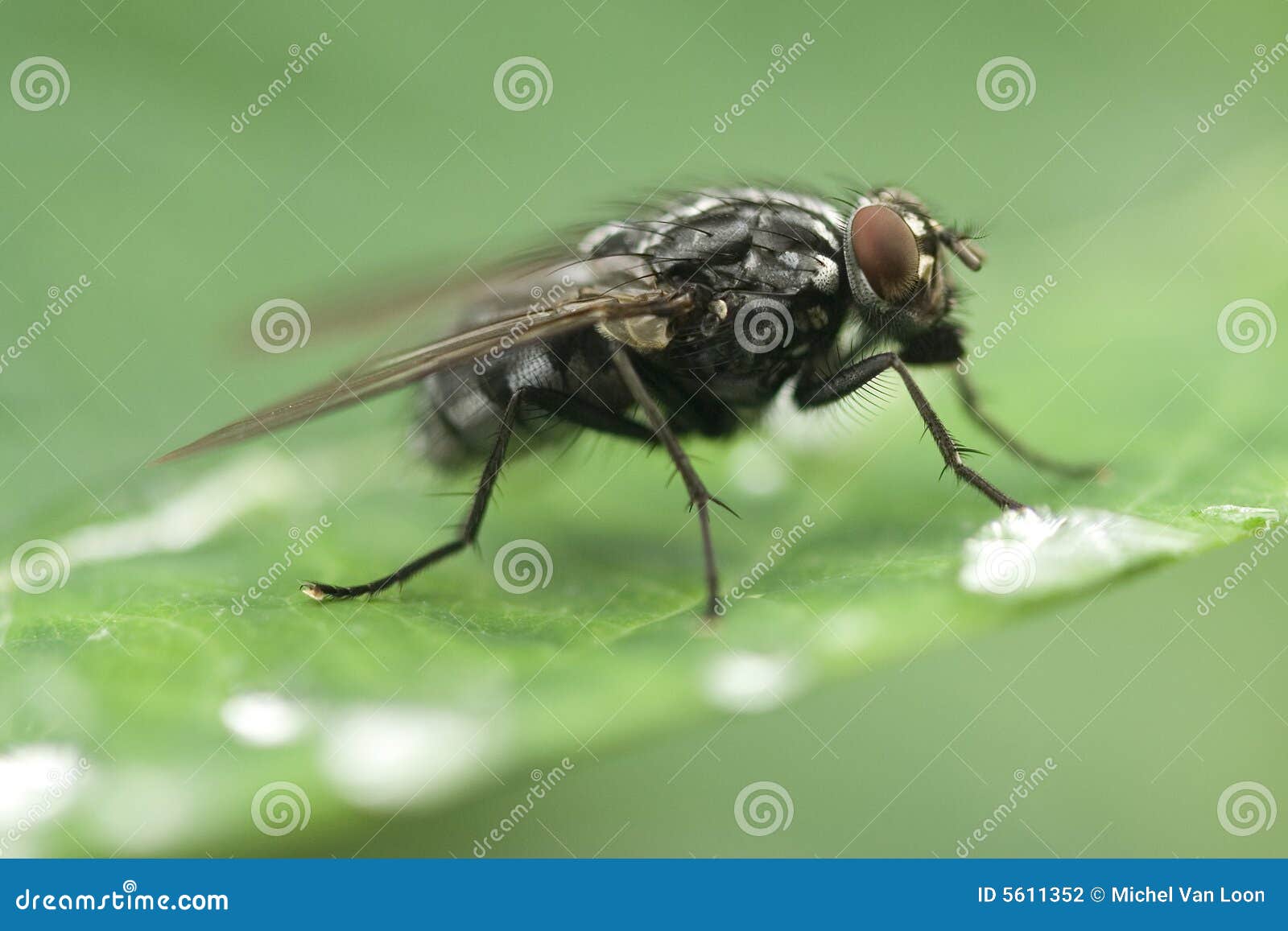 Trinkwasser der Fliege stockfoto. Bild von fliegen, flugwesen - 5611352