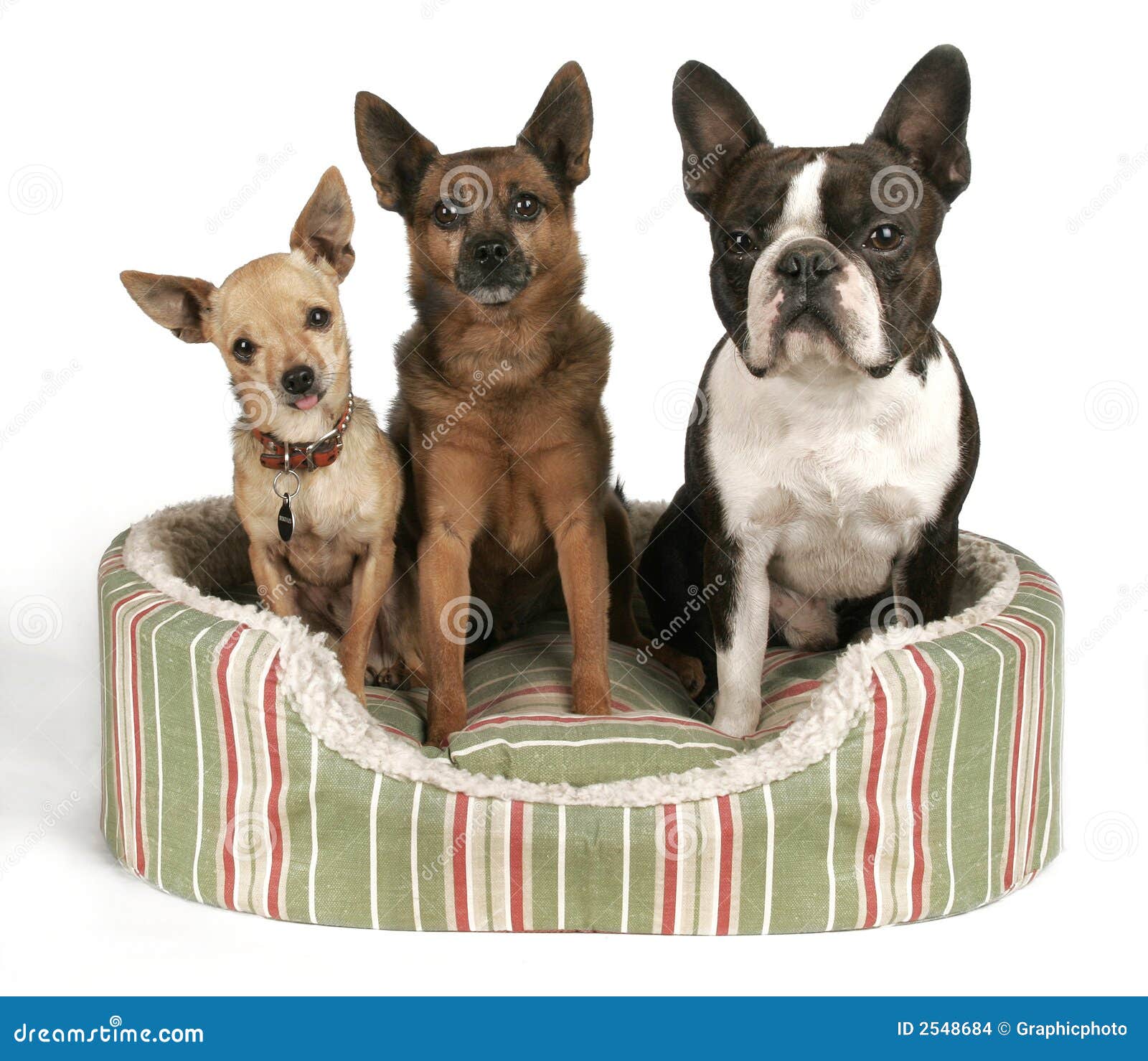Trio stock photo. Image of terrier, mutt, pouting, chihuahua - 2548684