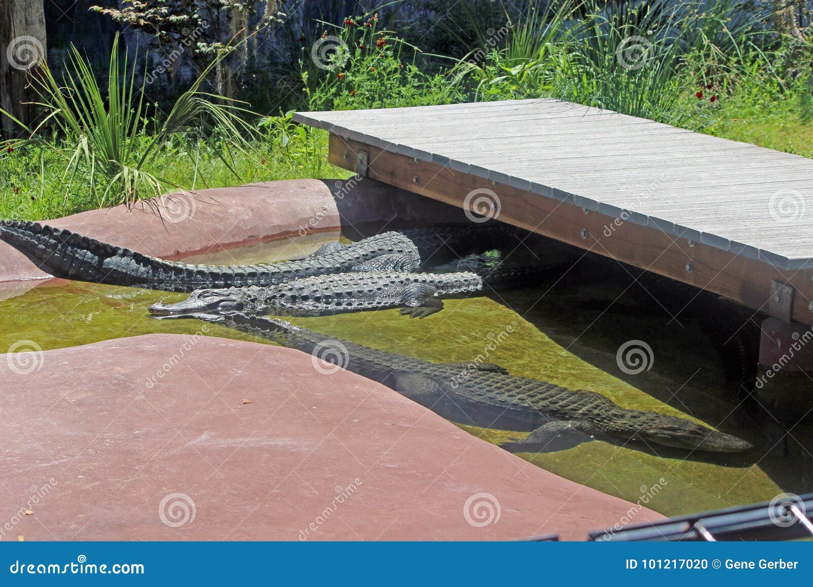 A Trio of Alligators stock photo. Image of green, wildlife - 101217020