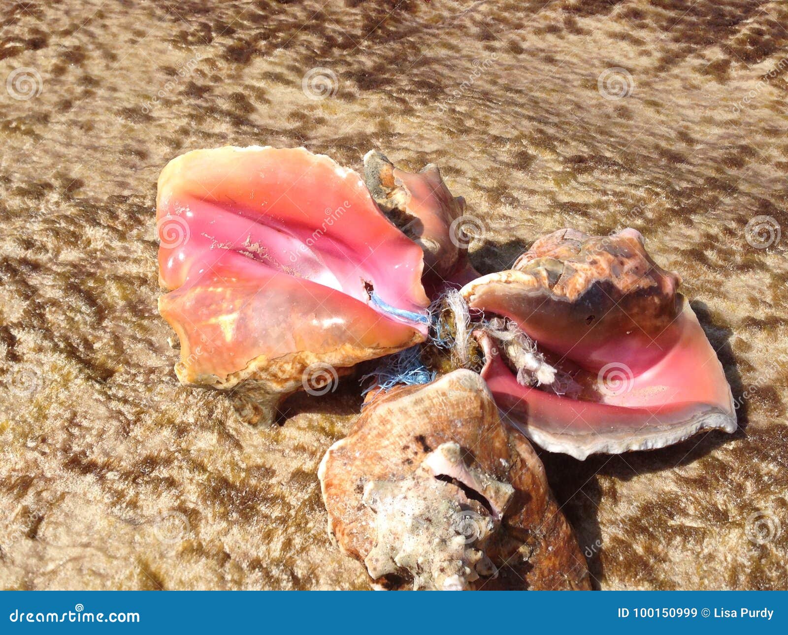 Trio of Conch Shells stock image. Image of field, conch - 100150999