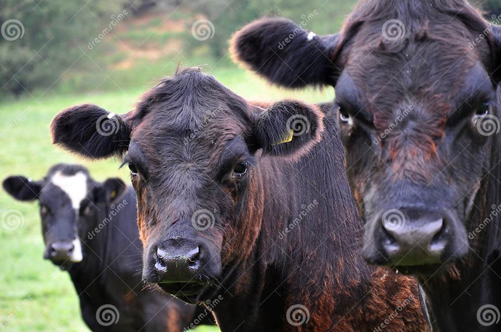 Trio of cows stock image. Image of meat, field, livestock - 10307349
