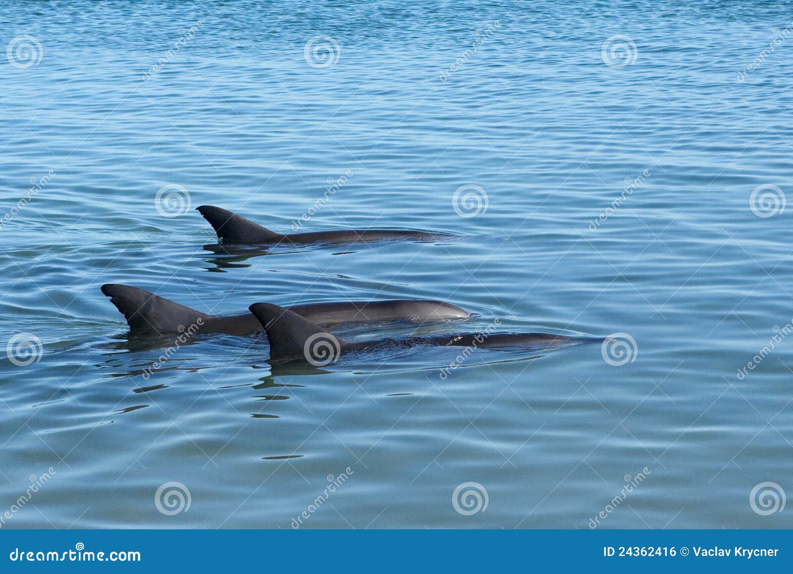 Trio Dolphins in blue stock photo. Image of dolphin, blue - 24362416