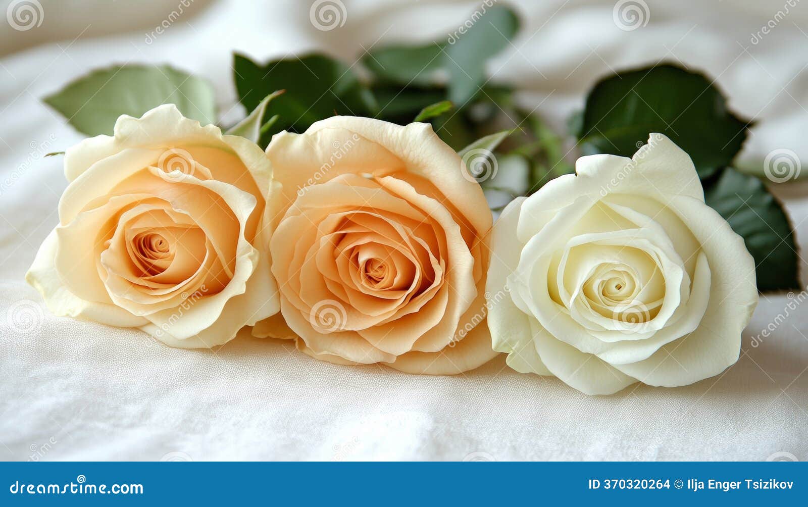 Red Roses Trio: Symbolic Of Passion, Love, And Devotion - Isolated On ...