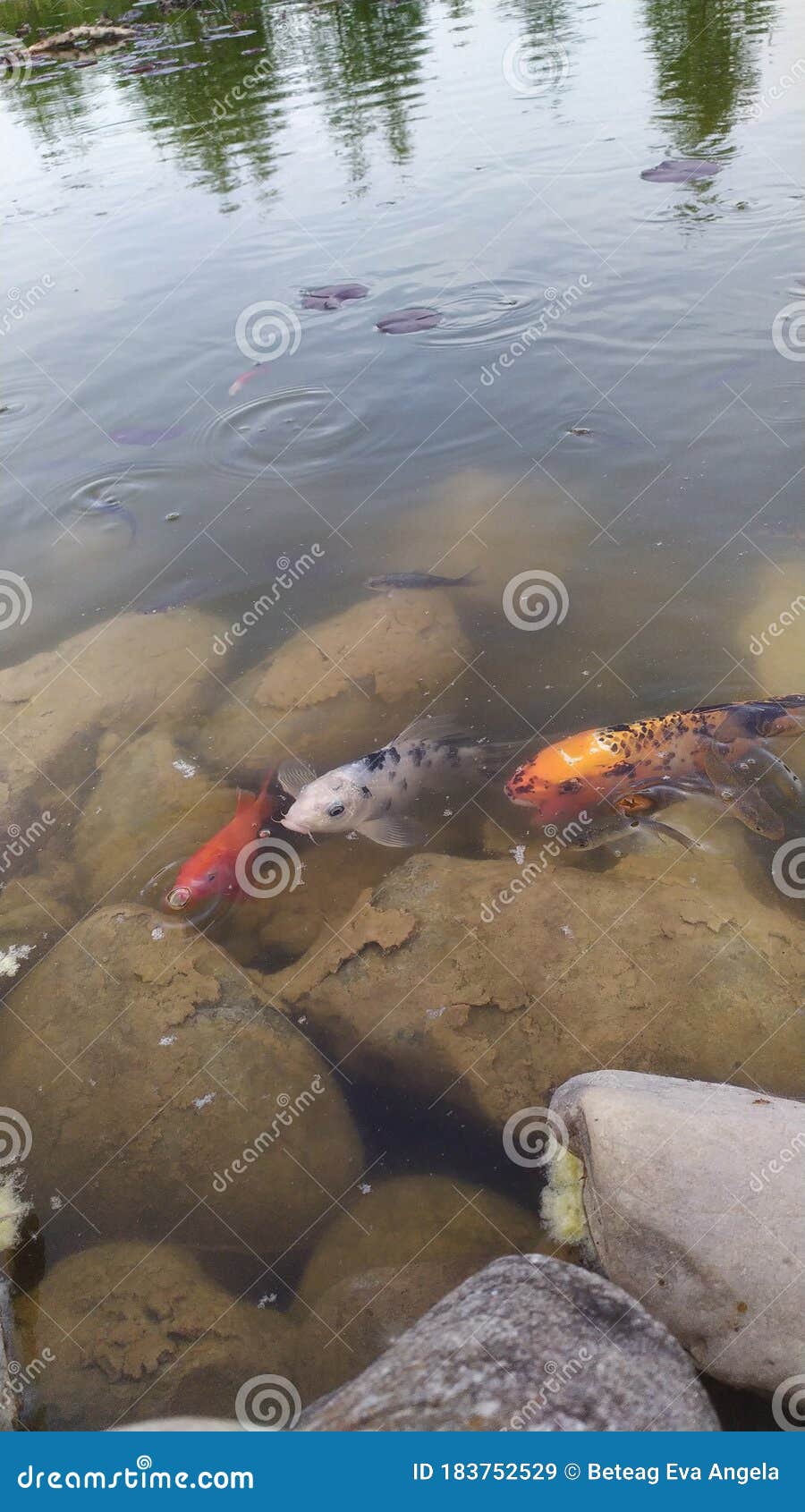 Trio fish aquarium stock image. Image of animal, fish - 183752529