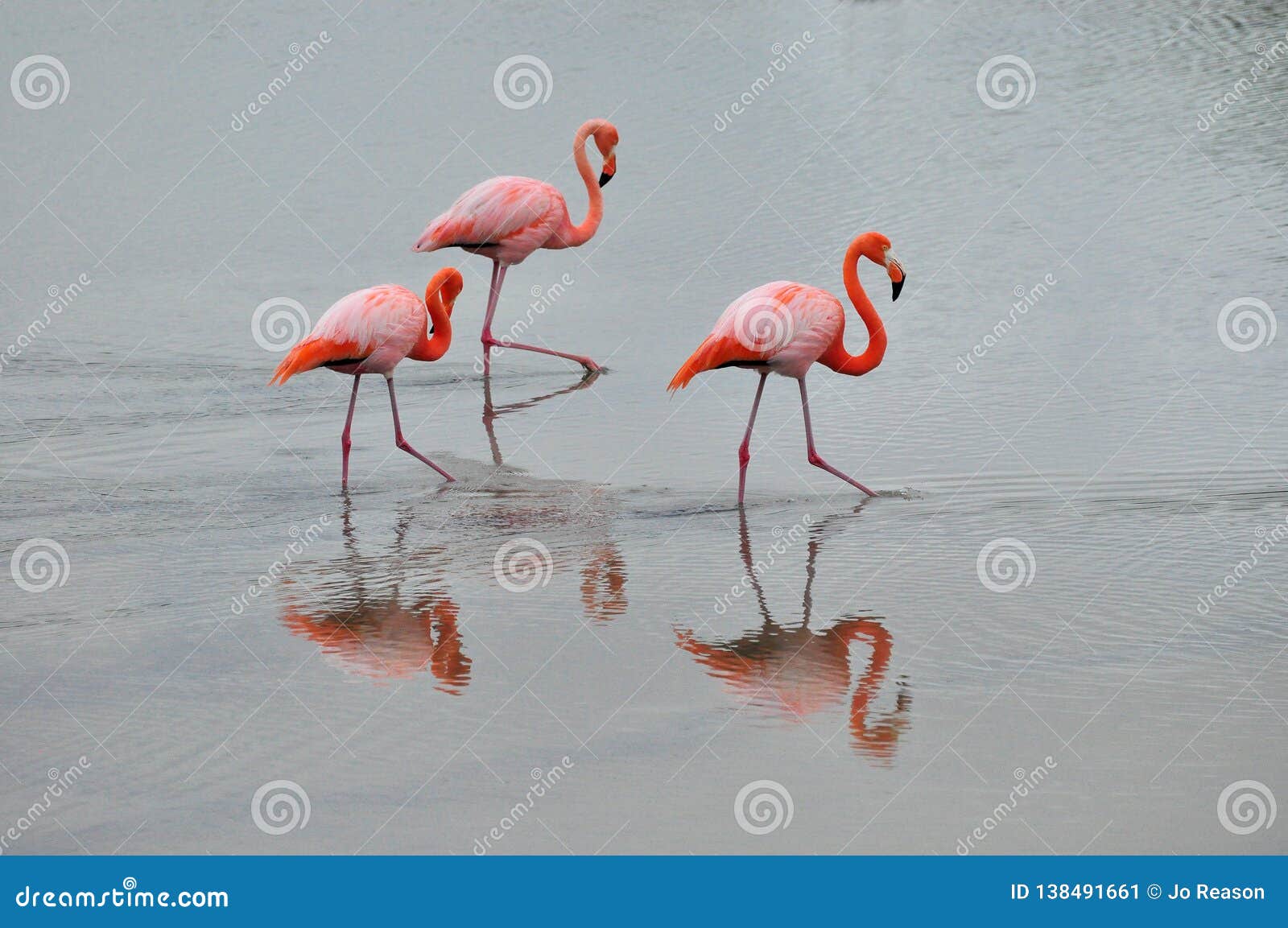 A trio of flamingos stock image. Image of hottemperature - 138491661