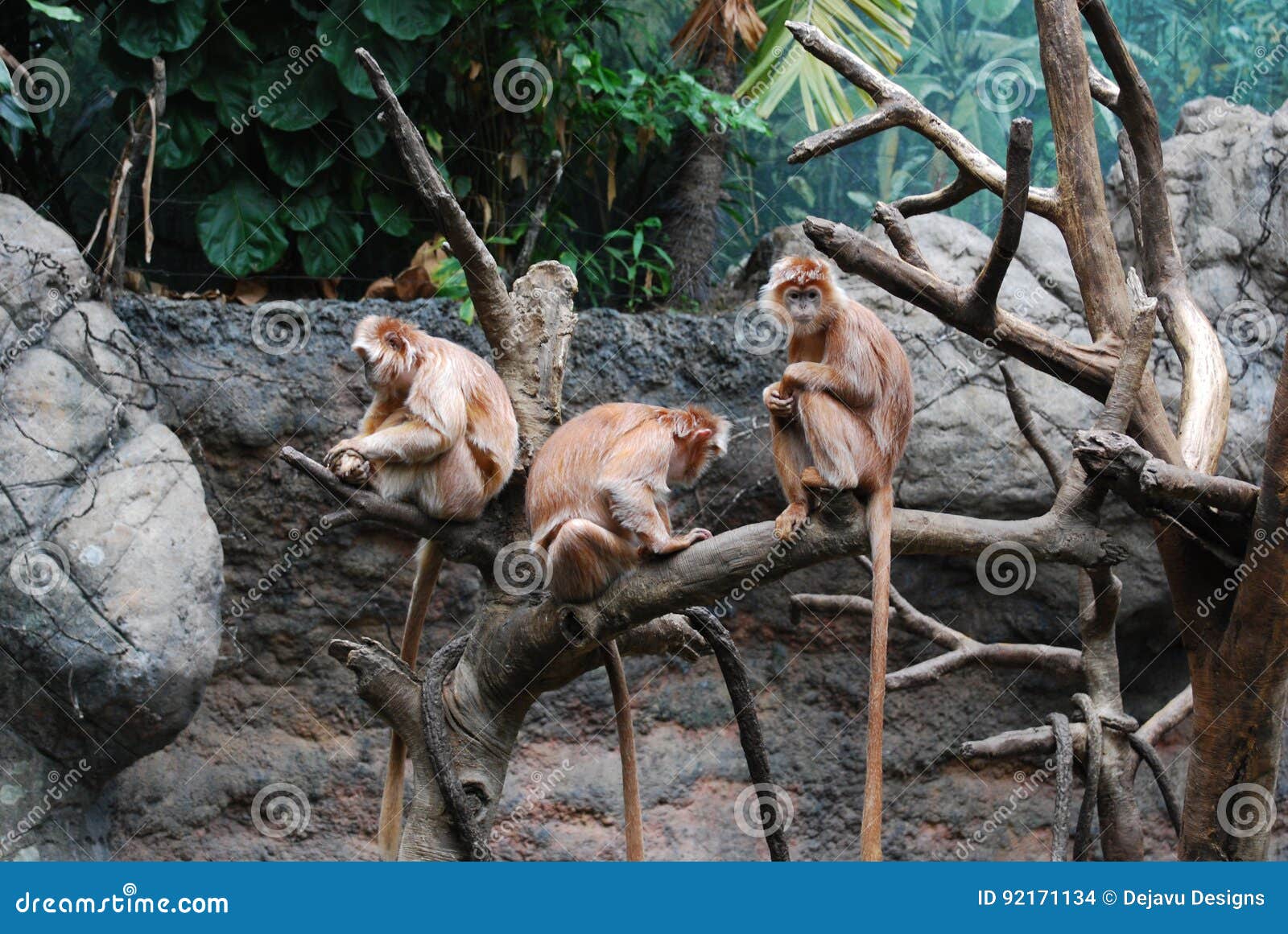 Trio of Javan Langur Monkeys All Sitting in a Tree Stock Photo - Image ...