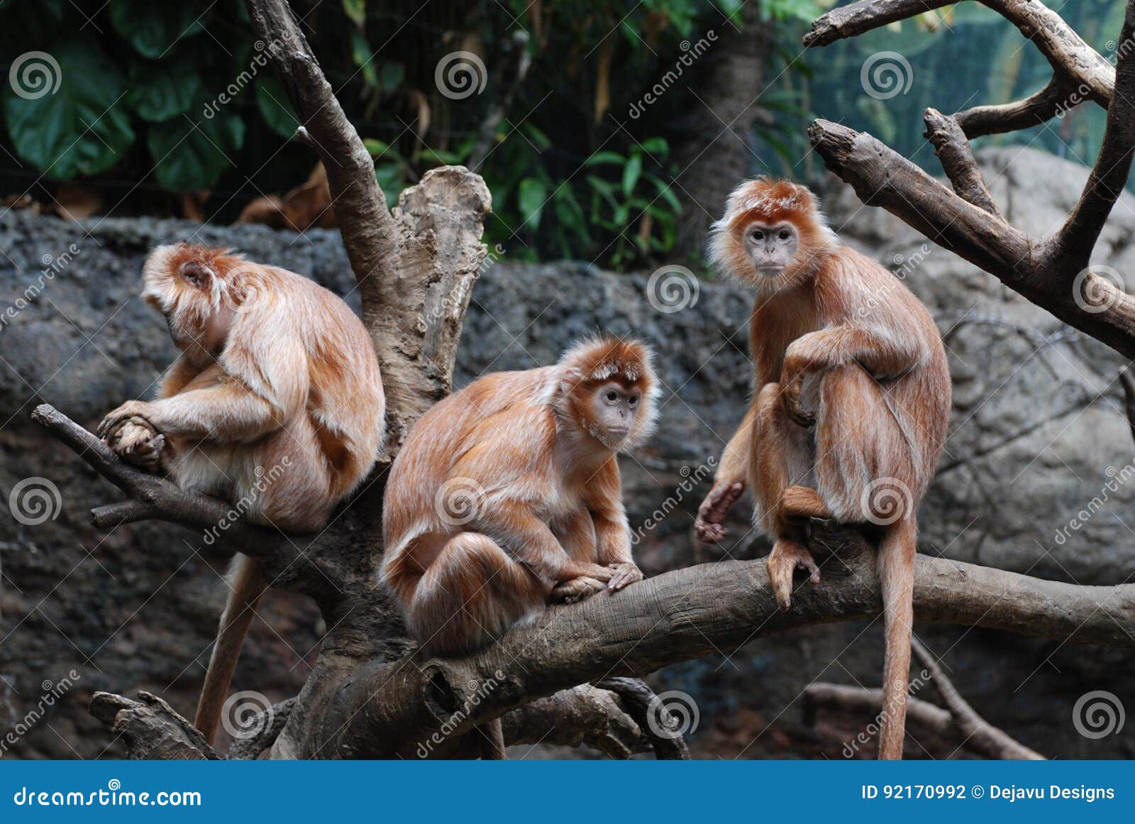 Trio of Javan Lutung Monkeys Sitting in a Fallen Tree Stock Photo ...