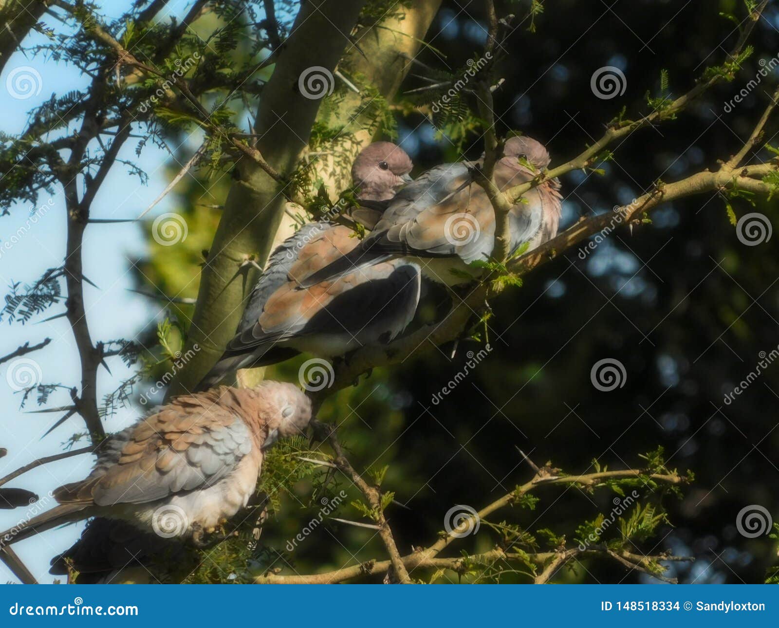 Trio of Laughing Doves stock photo. Image of columbidae - 148518334
