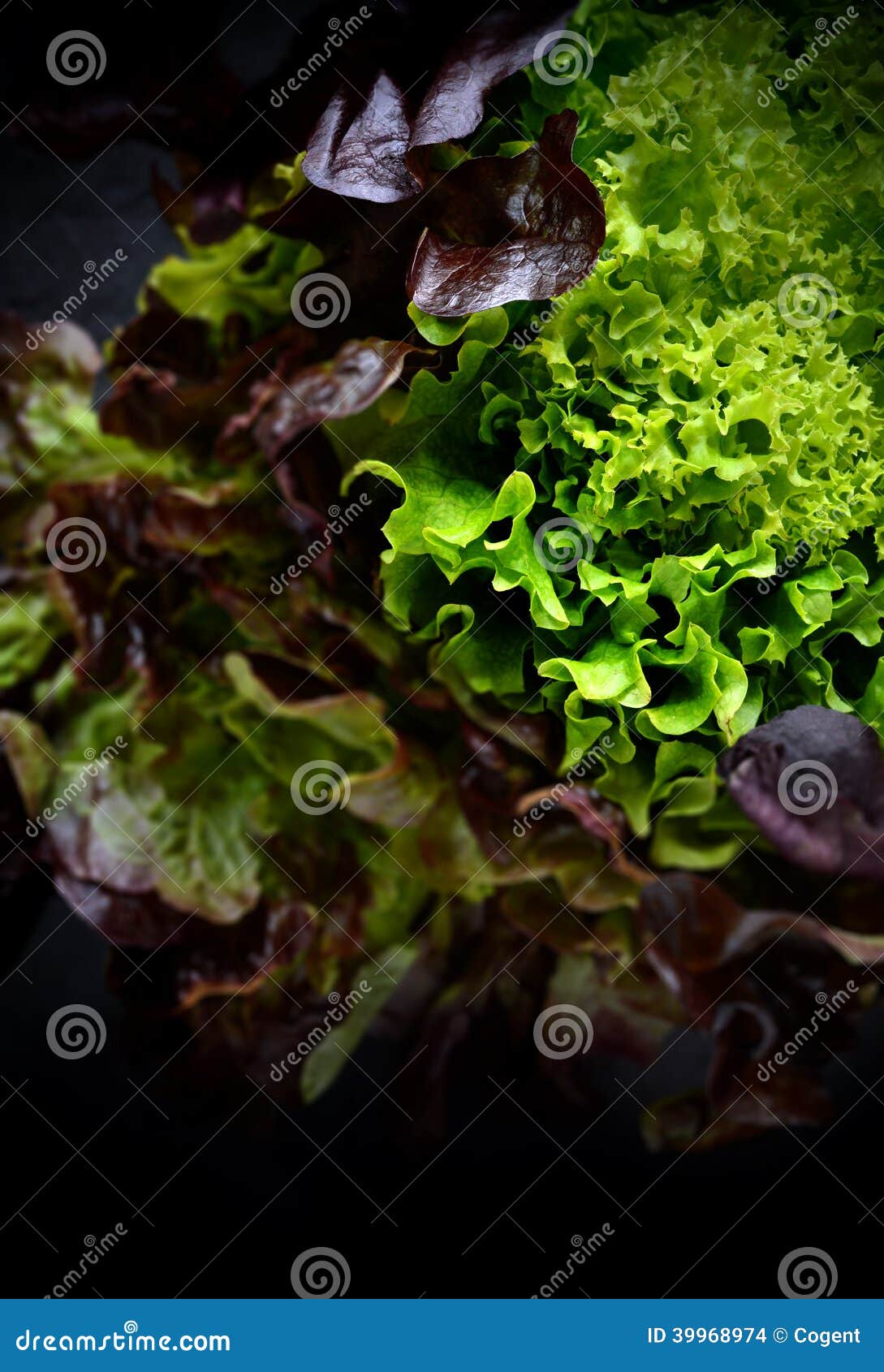 Trio Leaf Lettuce 2 stock photo. Image of fresh, appetizer - 39968974