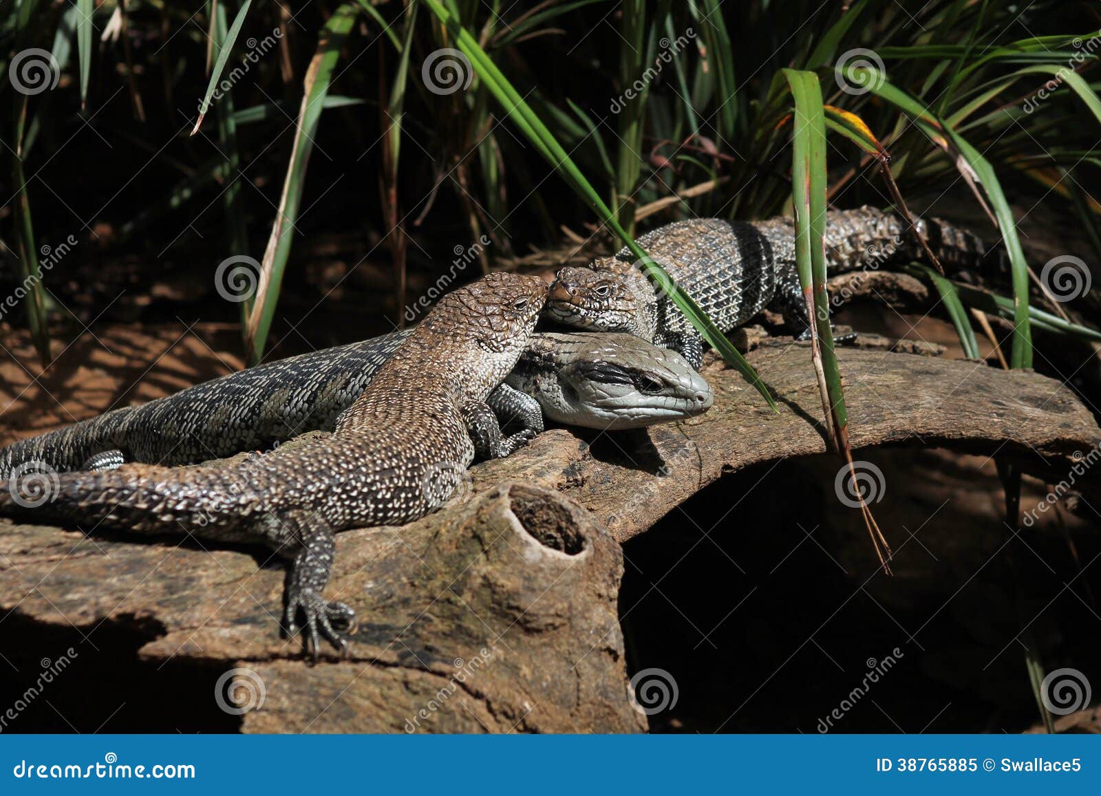 Trio of Lizards stock image. Image of skinks, lizards - 38765885