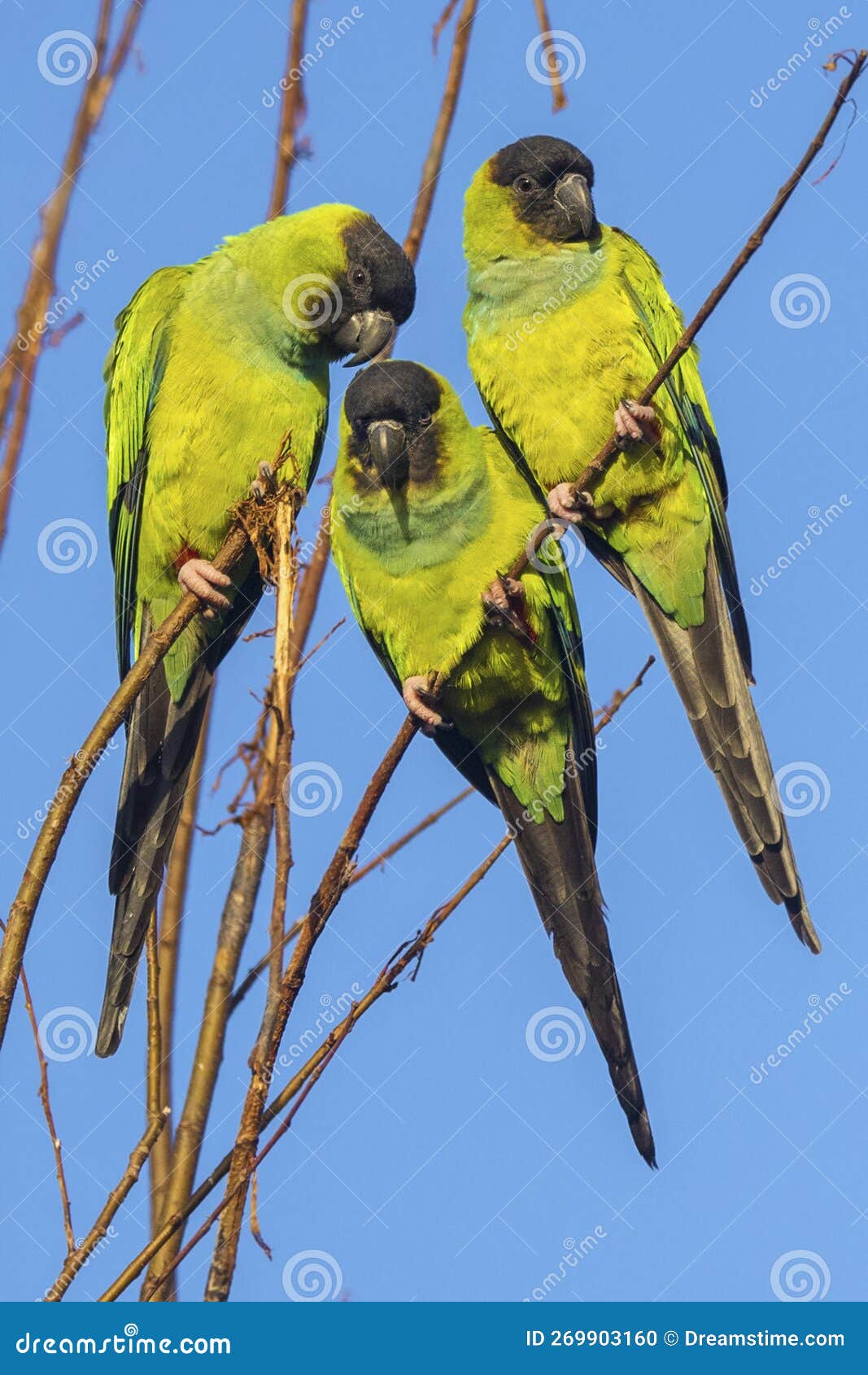 Trio of Nanday Conures in a Tree Stock Photo - Image of nature, animals ...