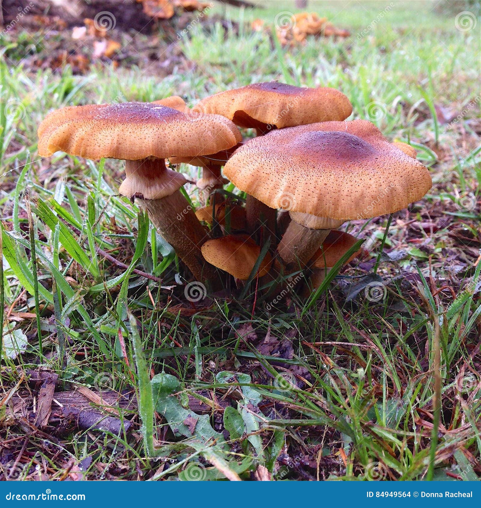 Trio orange toadstools stock photo. Image of fungi, three - 84949564