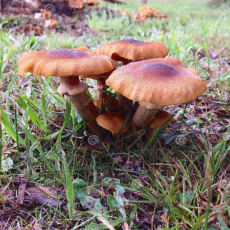 Trio orange toadstools stock photo. Image of fungi, three - 84949564