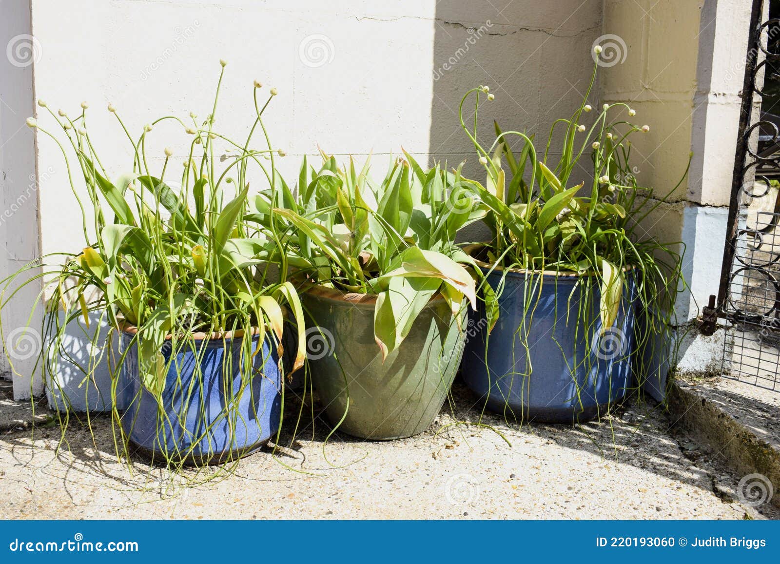 Trio of Plant Pots in Courtyard Stock Photo - Image of blue, flowers ...