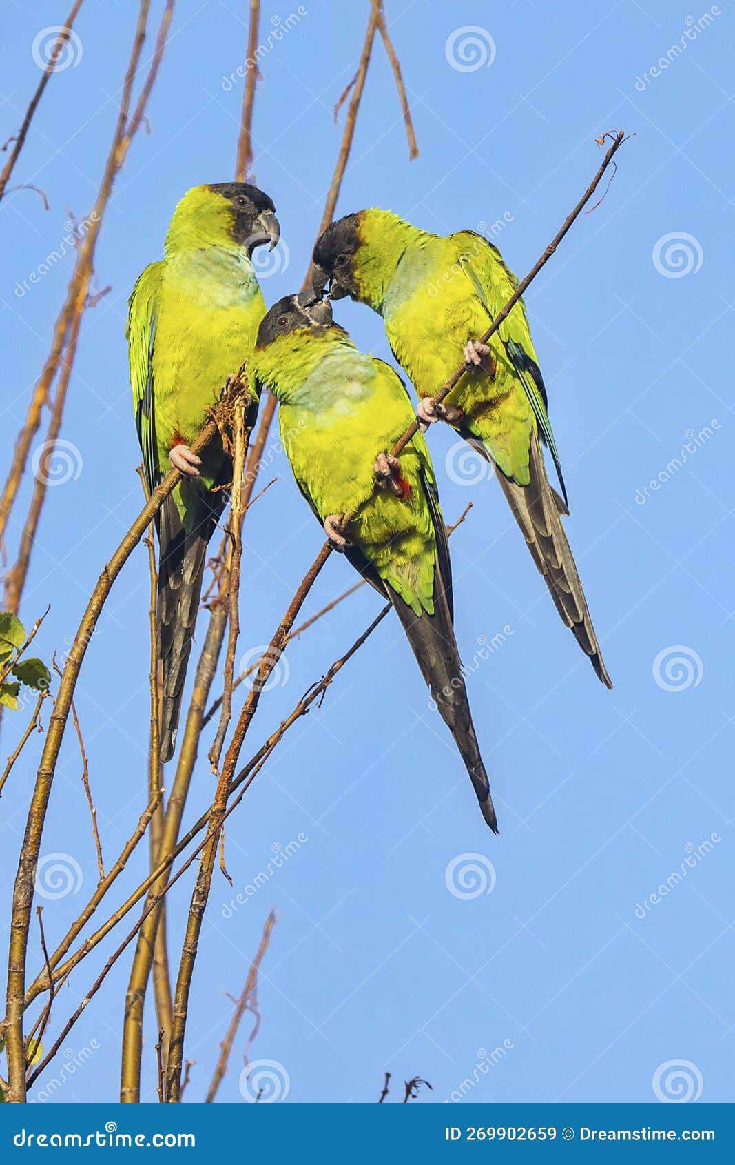 Playful Nanday Conures Up in a Tree Stock Image - Image of bird, nature ...