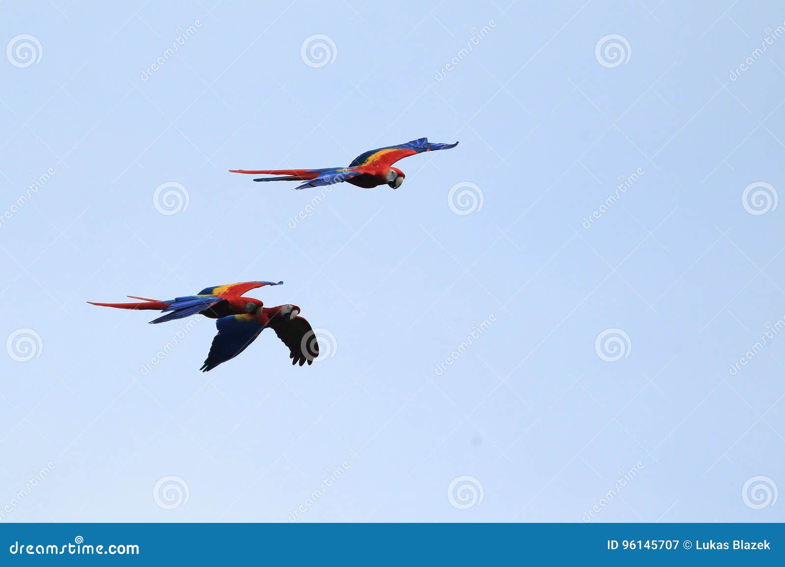 Scarlet macaw in flight stock image. Image of american - 96145707