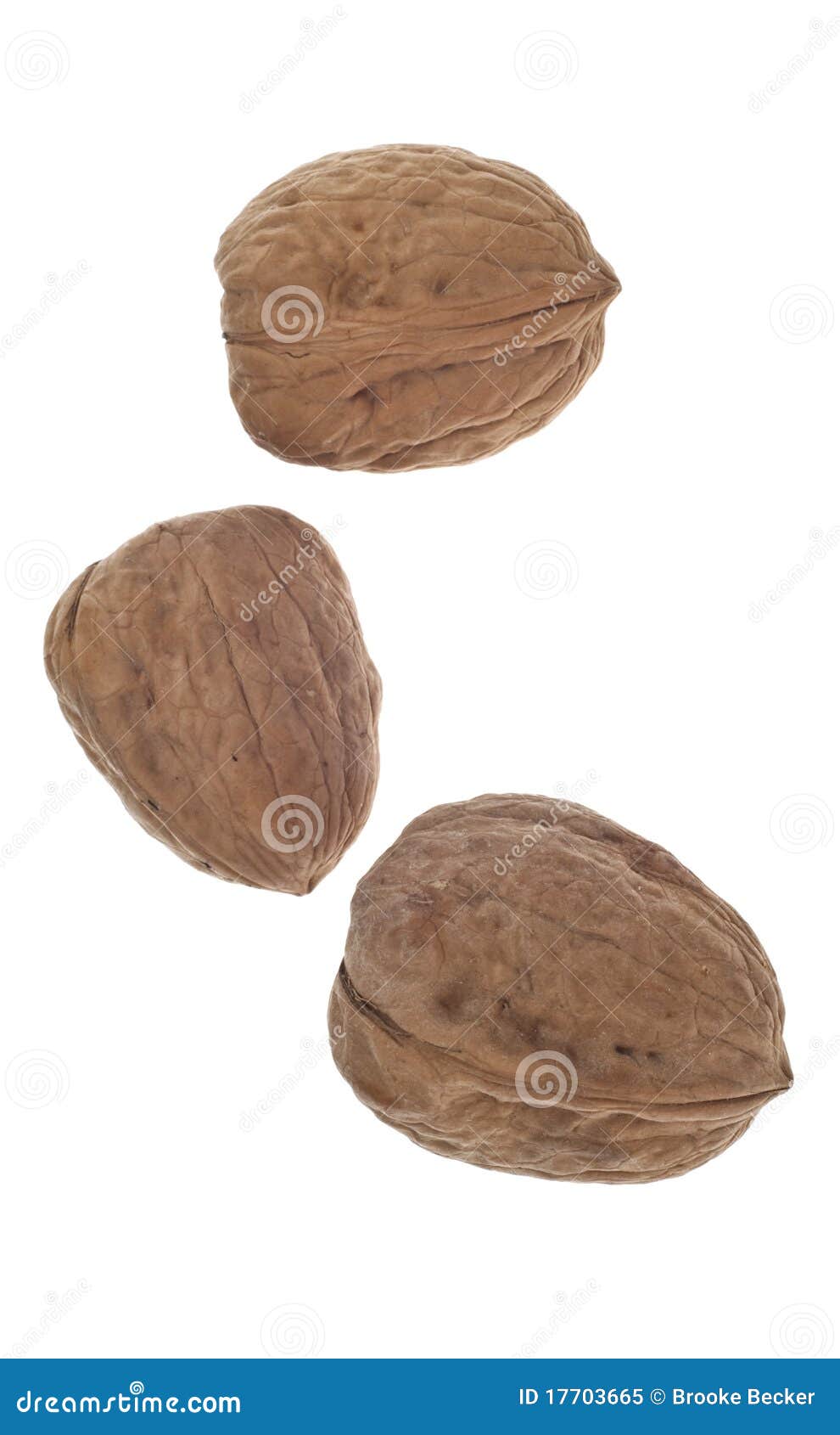 Trio of Shelled Walnuts stock image. Image of still, walnut - 17703665