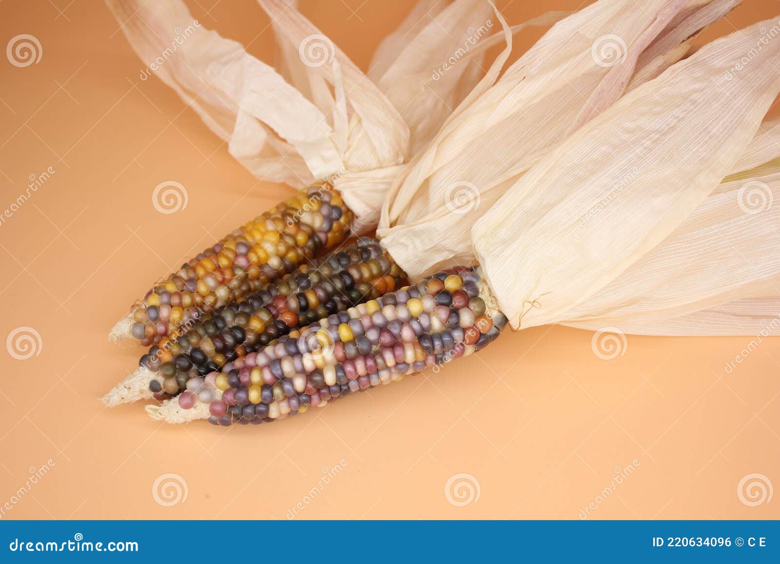 Trio of Speckled Corn on the Cob Stock Photo - Image of modifed ...