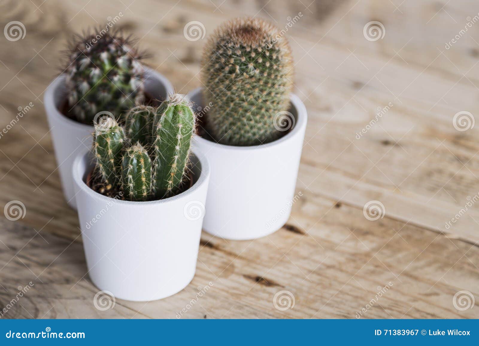 Trio of Three Cactus Plants Stock Image - Image of succulent, desert ...
