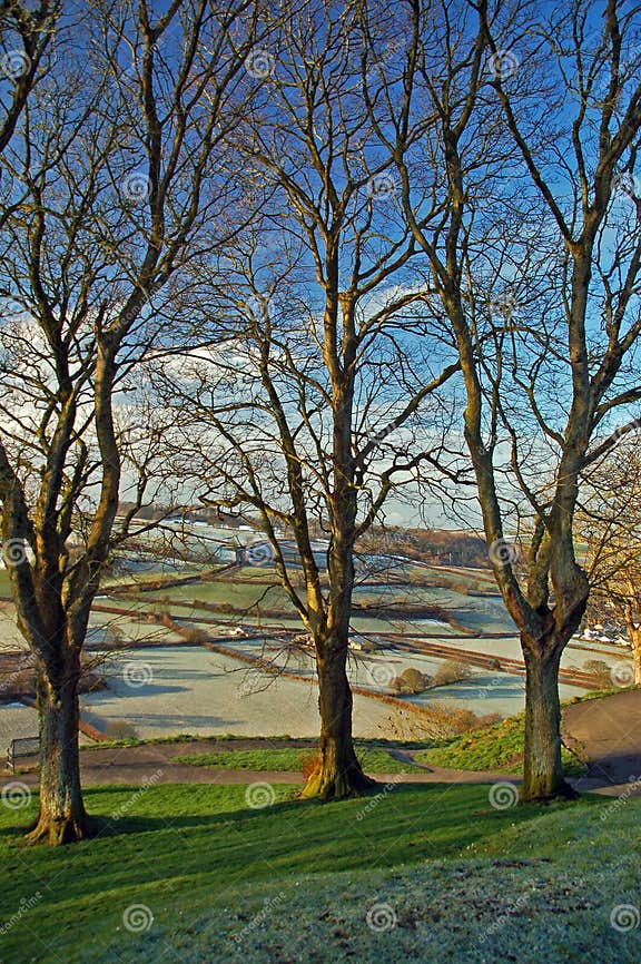 A trio of trees stock photo. Image of footpath, three - 22022576