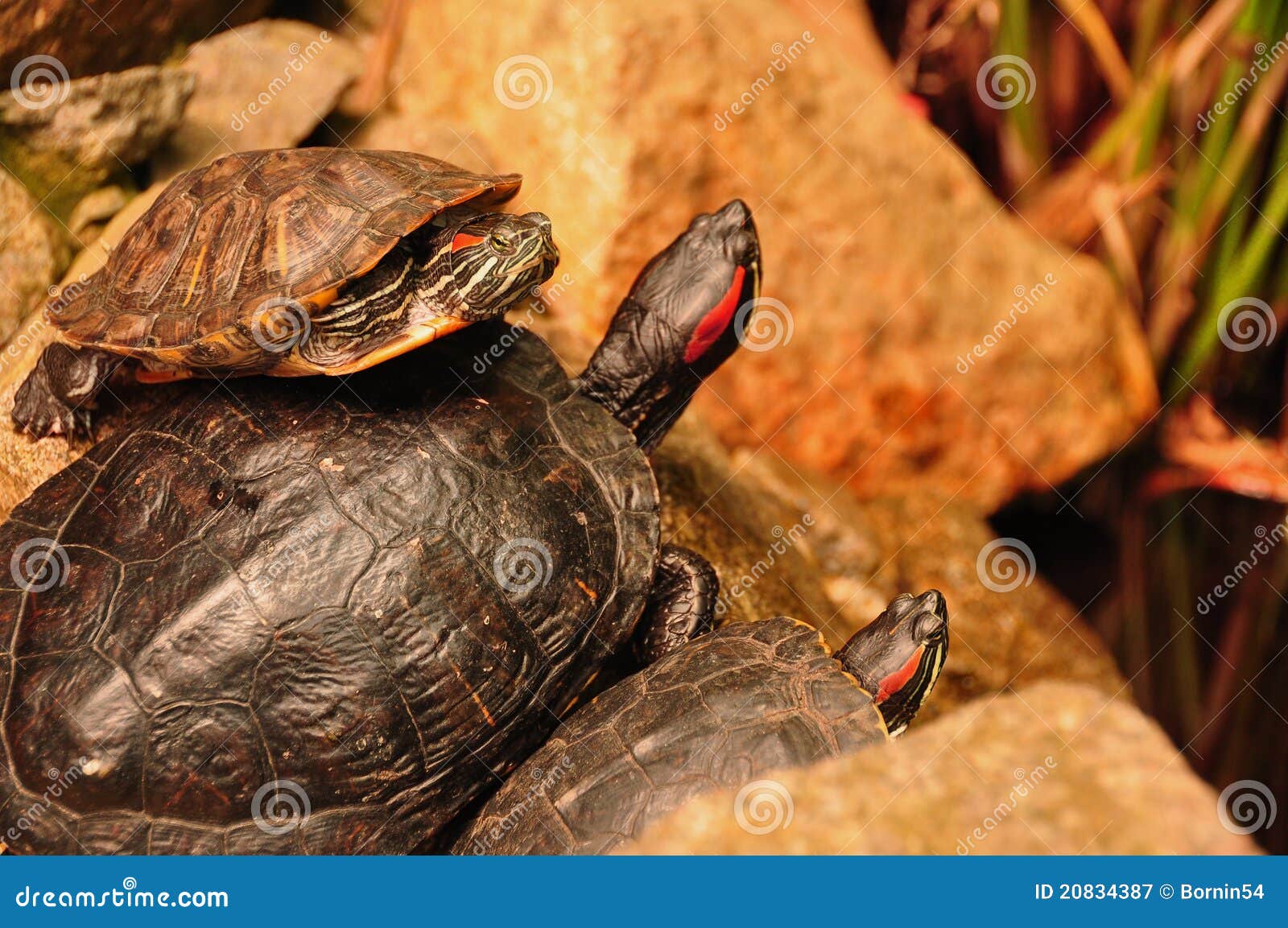A Trio of Turtles stock image. Image of nature, food - 20834387