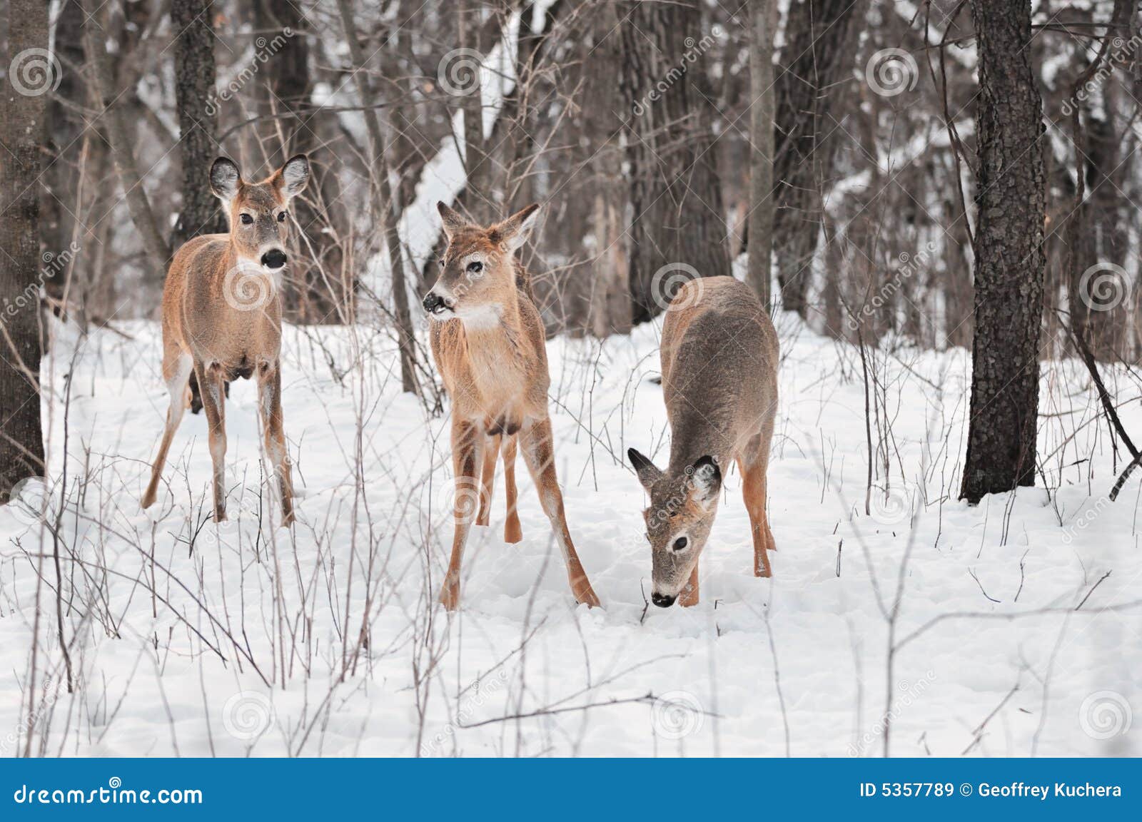 Trio of White-Tailed Deer in Snowy Woods Stock Image - Image of ...