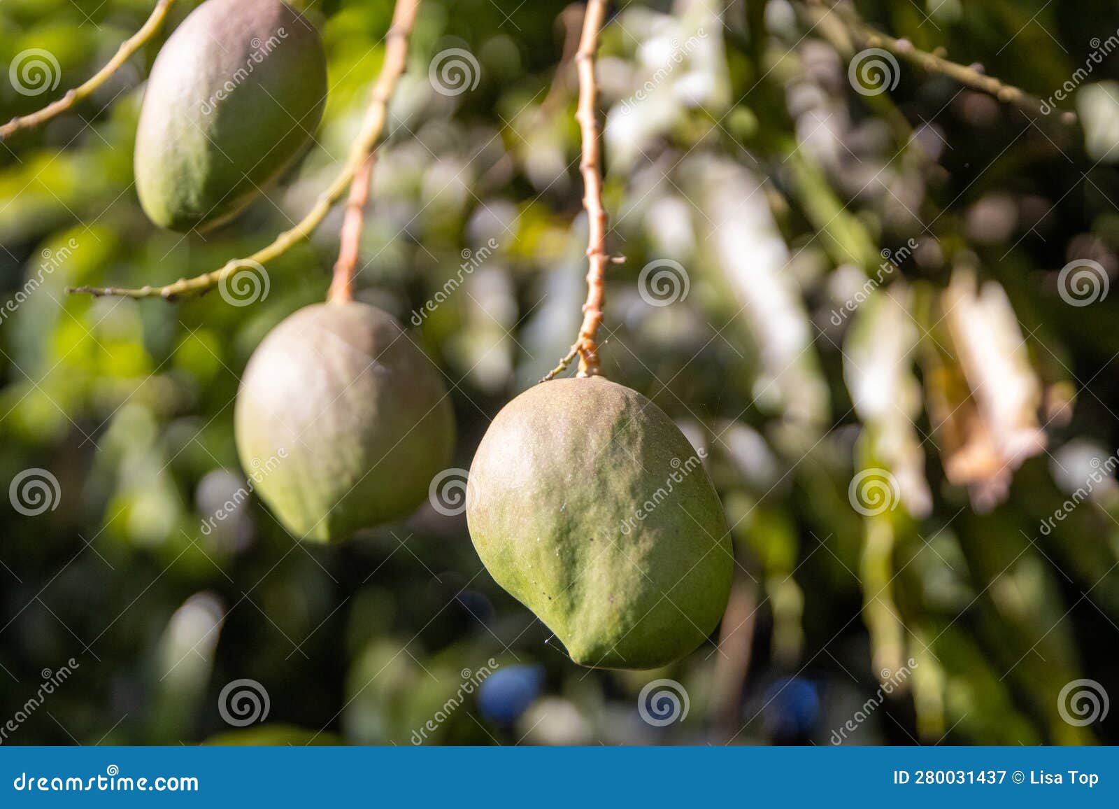 Trio of young mangos stock image. Image of organic, mangos - 280031437