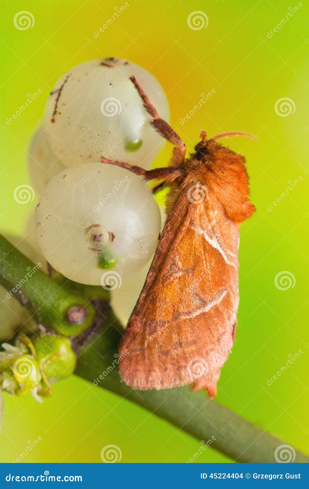 Triodia sylvina stock photo. Image of moth, antennae - 45224404