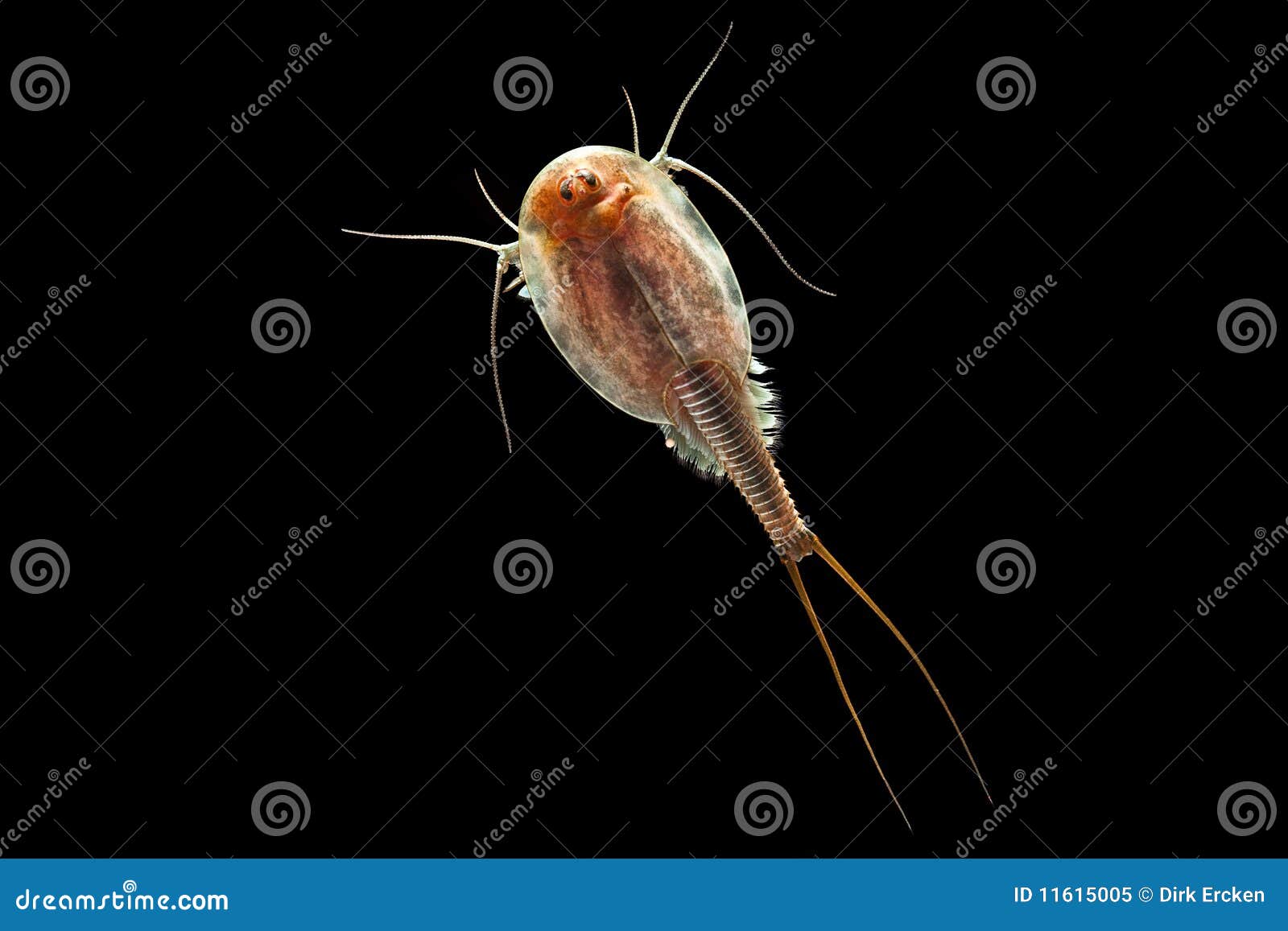 Triops stock image. Image of animal, feeler, antenna - 11615005