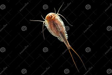 Triops stock image. Image of animal, feeler, antenna - 11615005