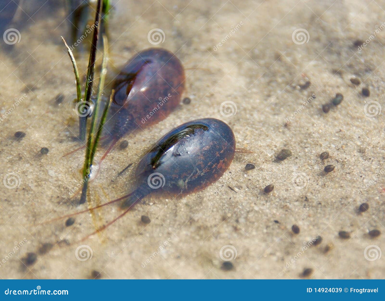 Triops stock image. Image of cancriformis, macro, arthropoda - 14924039