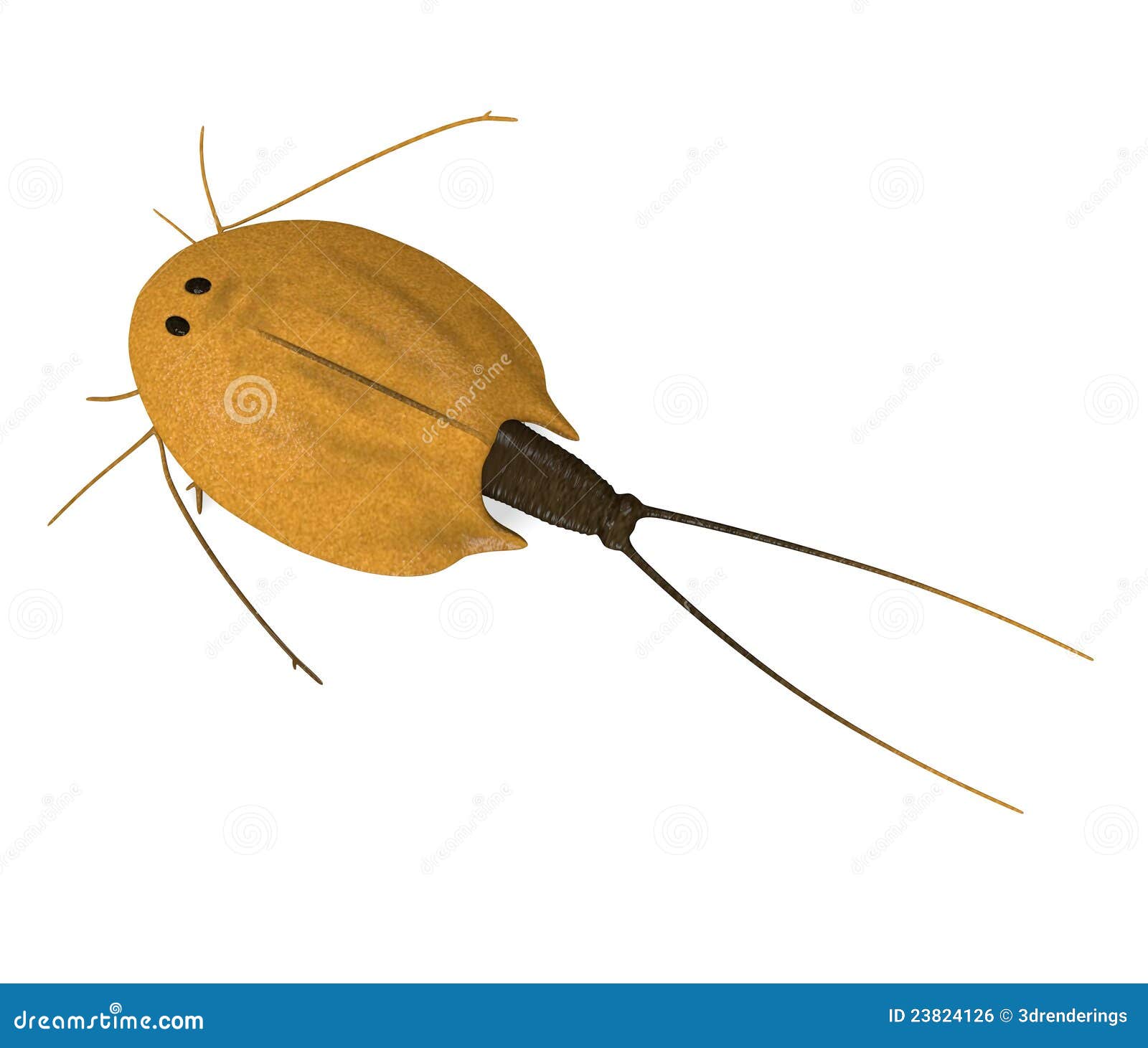 Triops cancriformis (top) stock illustration. Illustration of aquarium ...