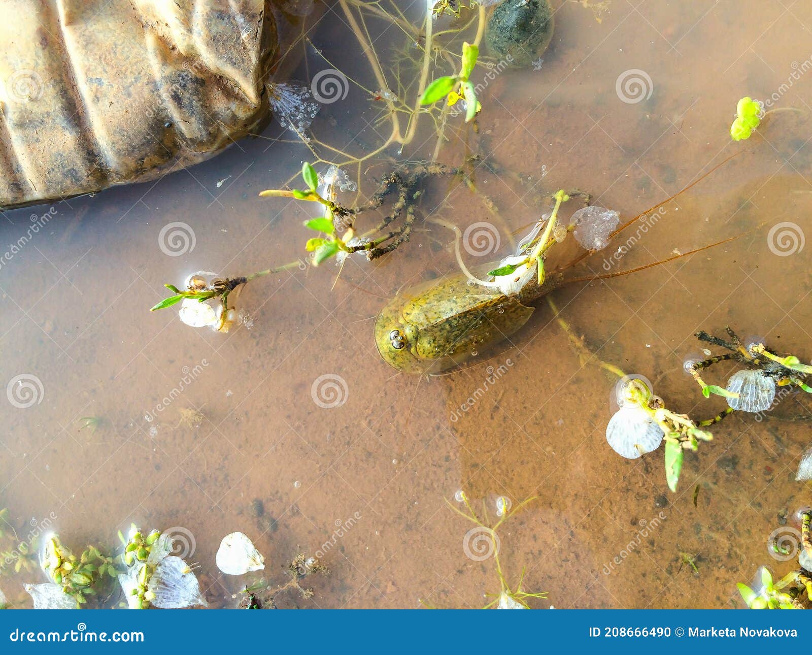 Triops Living in Shallow Water on the Field in Morocco Stock Photo ...