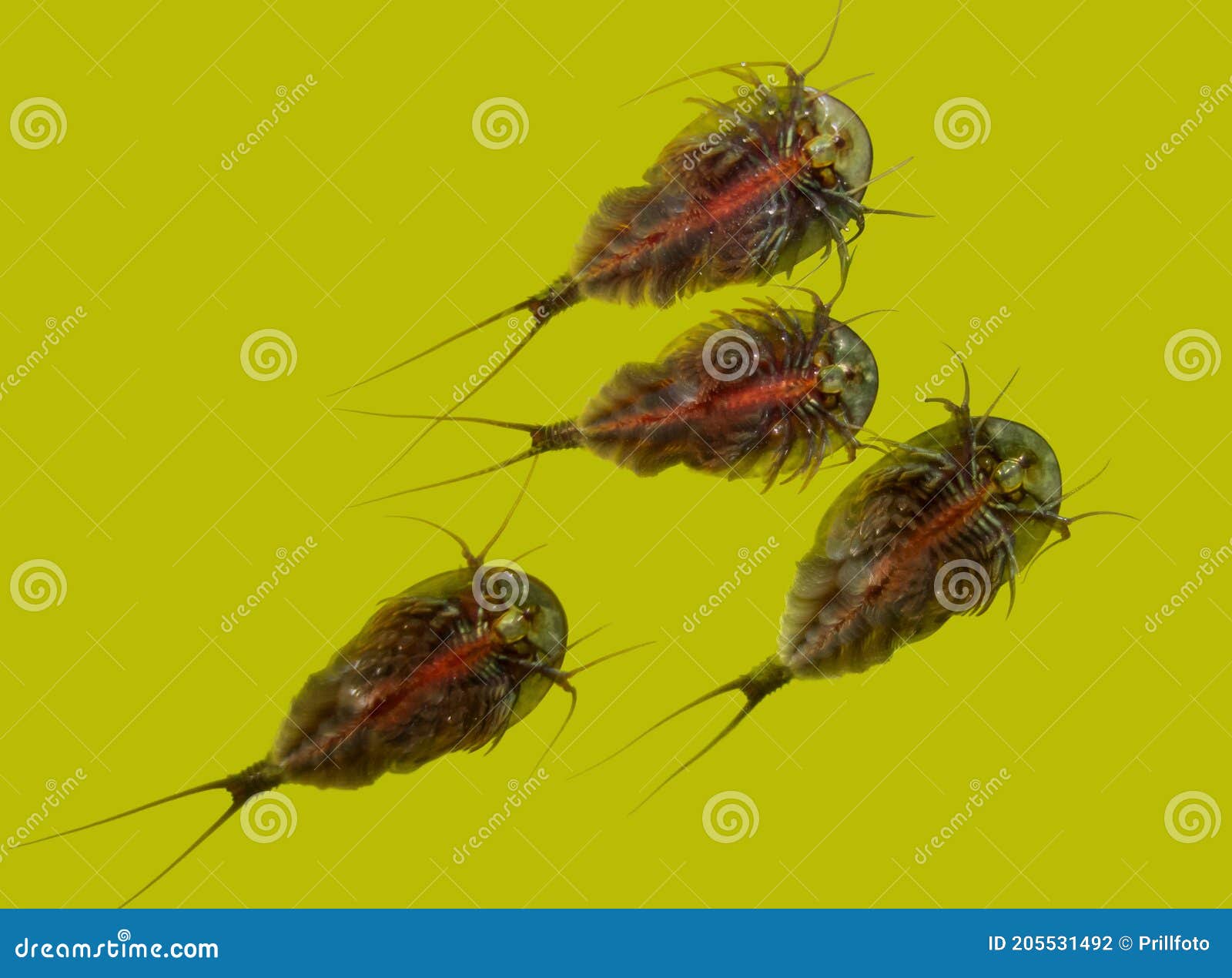 Triops stock photo. Image of cancriformis, triopsidae - 205531492
