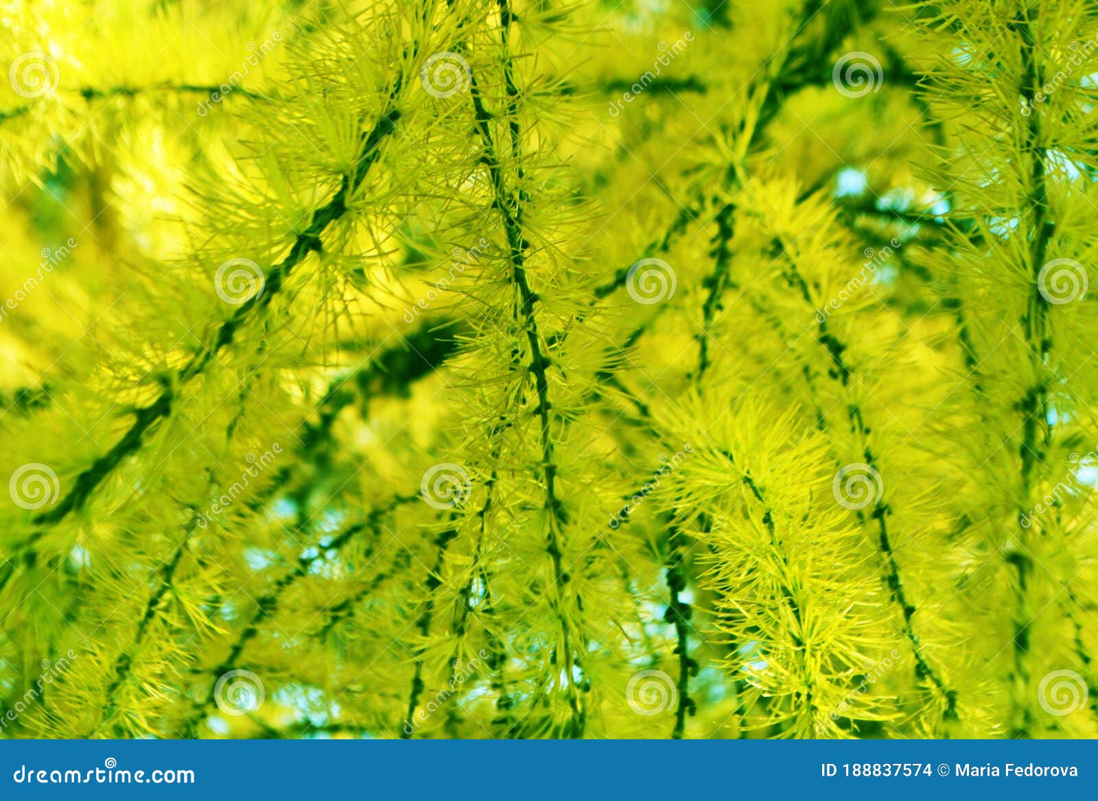 Trip in the Forest. Acid Trees and Green Branches. Rest Alone and with ...