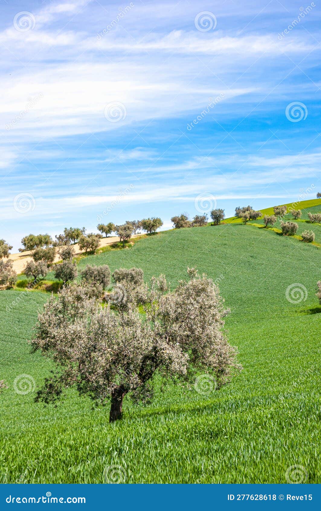 Single Olive Tree in Forground of a Grassy Hill Side and in Background ...