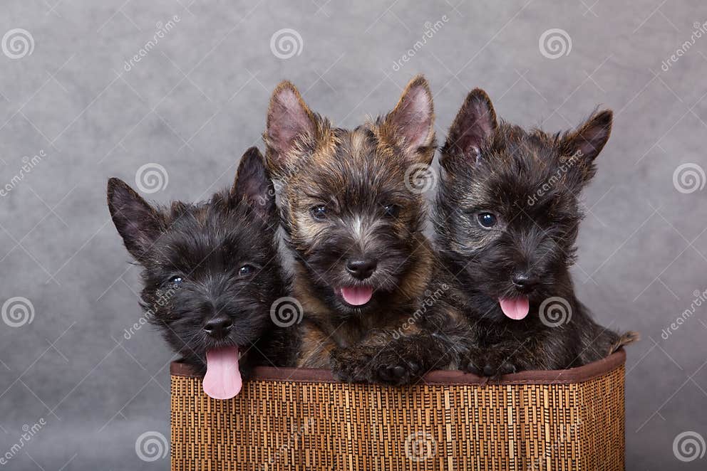 Triple stock photo. Image of cute, three, triple, friend - 14382486