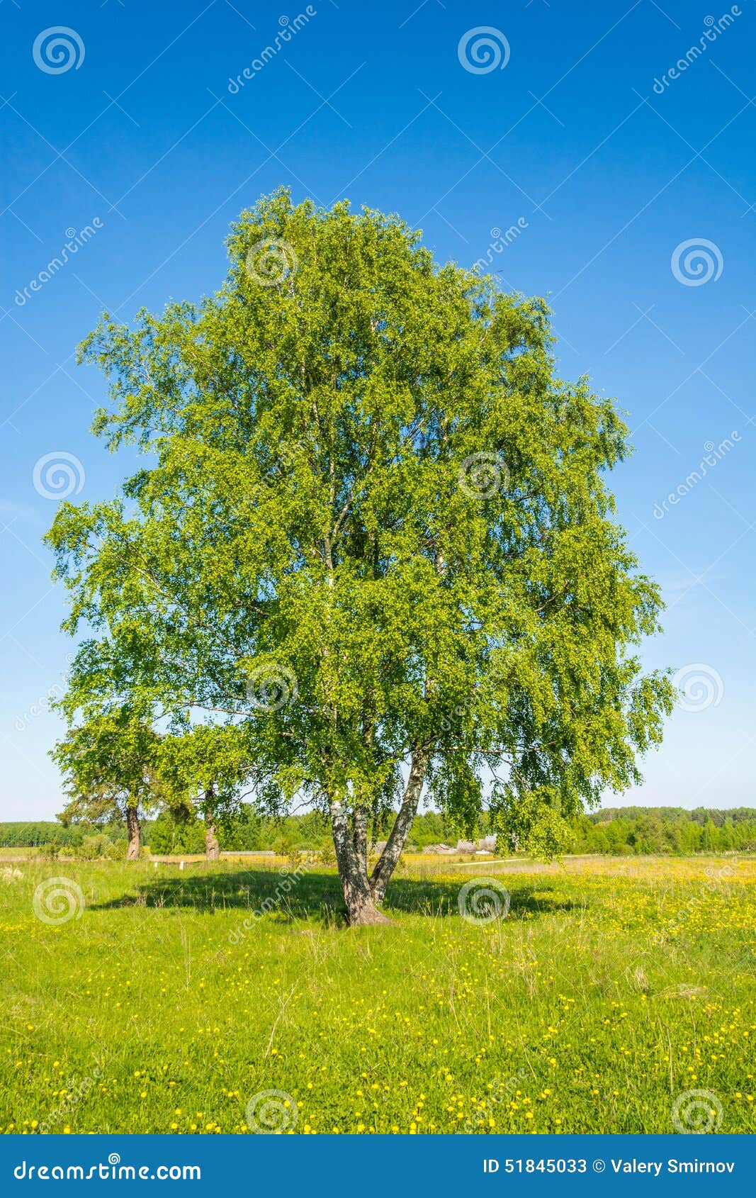 Triple birch. stock image. Image of trunk, dandelions - 51845033