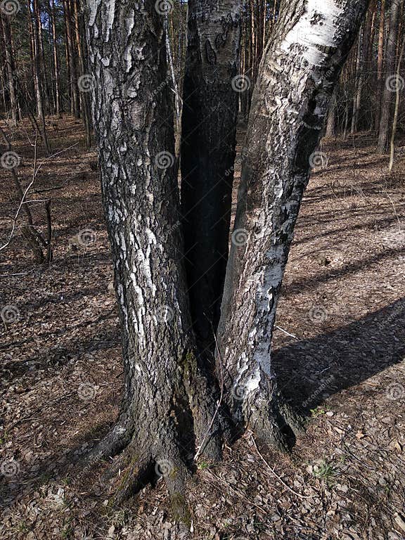 Triple birch tree stock image. Image of triple, black - 181156069