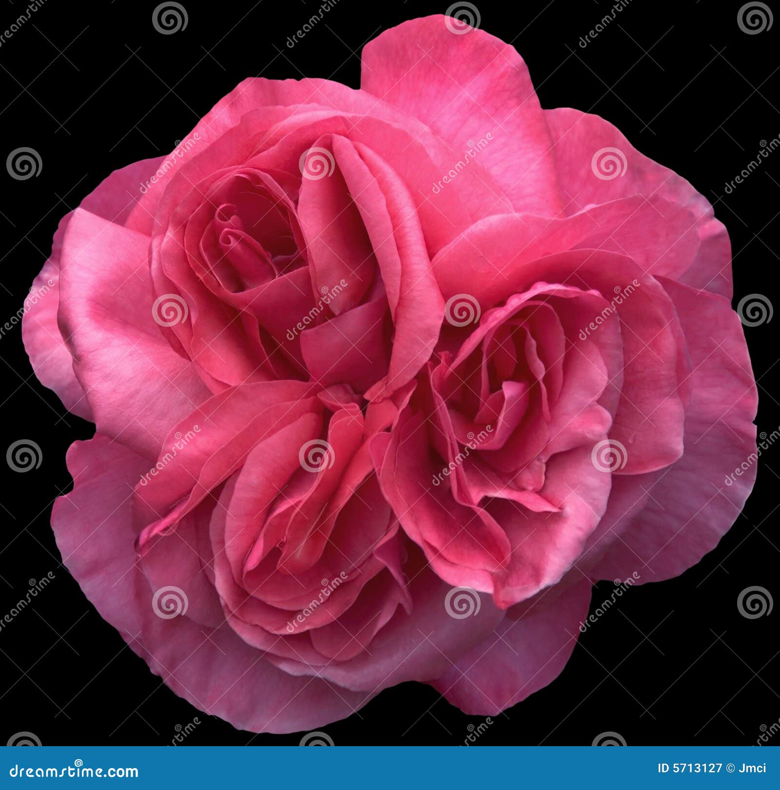 Triple-centered pink rose stock image. Image of plant - 5713127