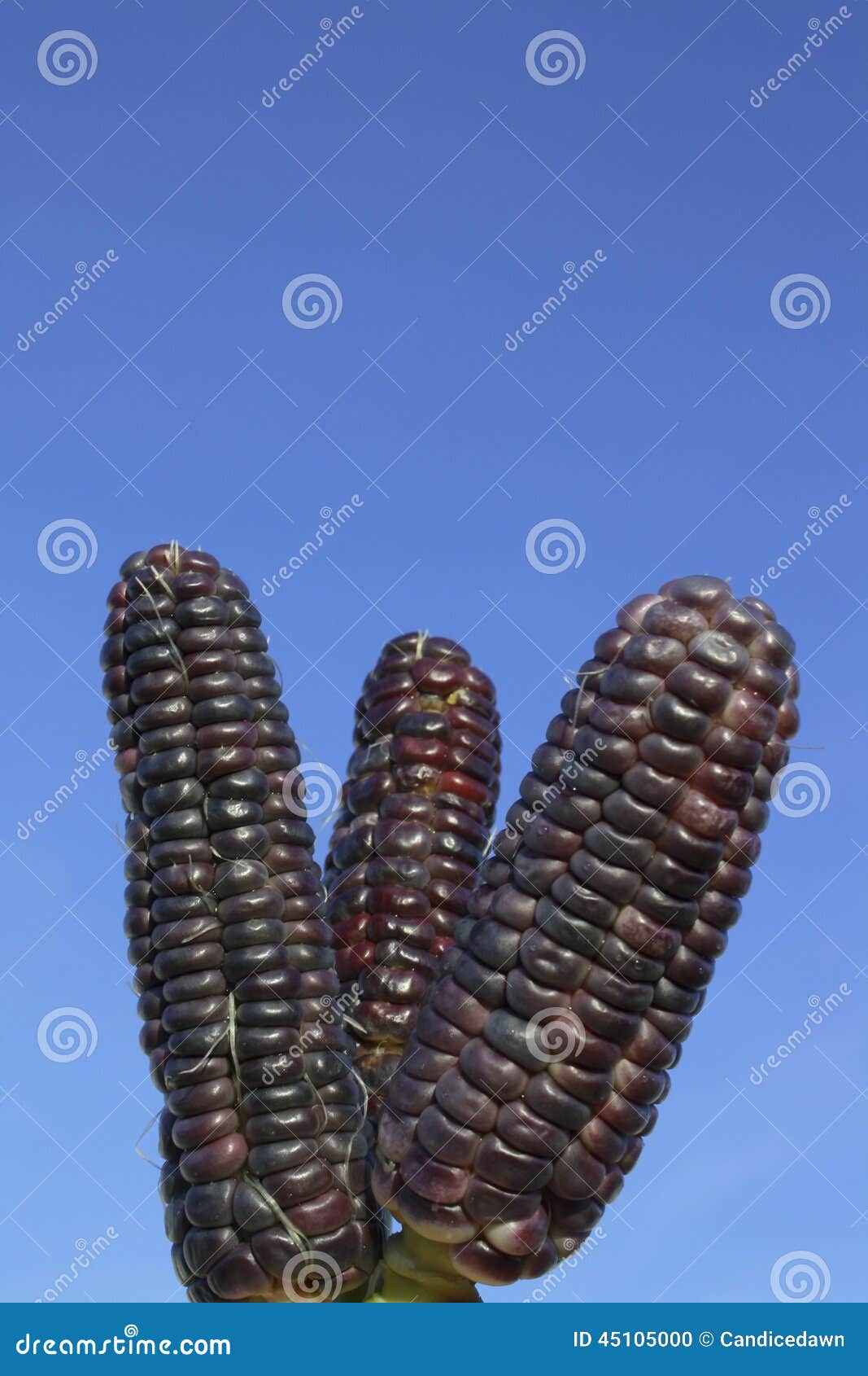 Triple Corn Sky stock photo. Image of food, autumn, drink - 45105000