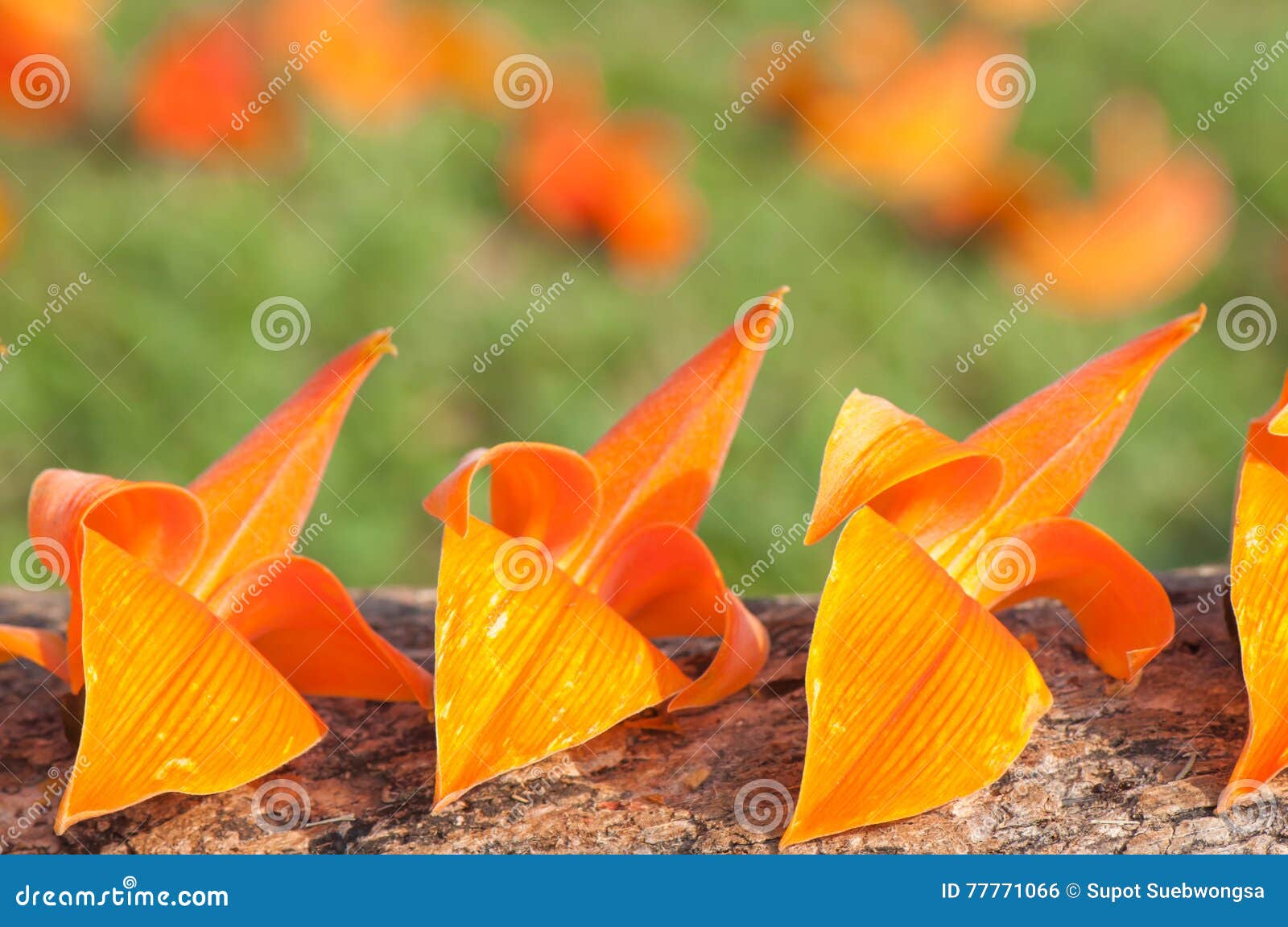 Triple flowers stock photo. Image of tree, flower, brunch - 77771066