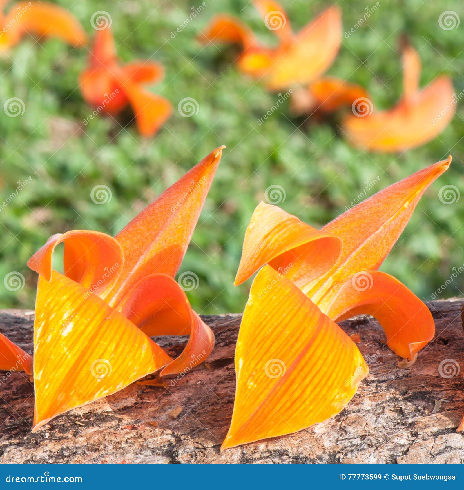 Triple flowers stock image. Image of local, outdoor, three - 77773599