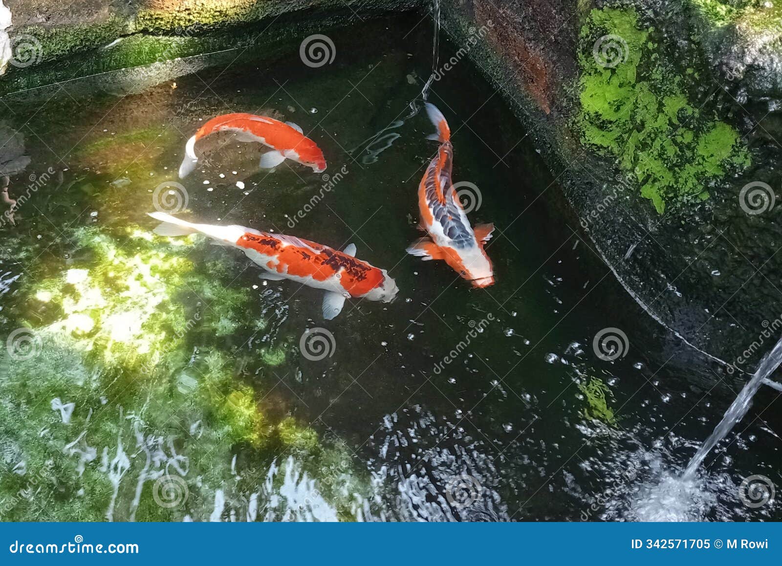 Triple Koi beauty stock image. Image of river, triple - 342571705