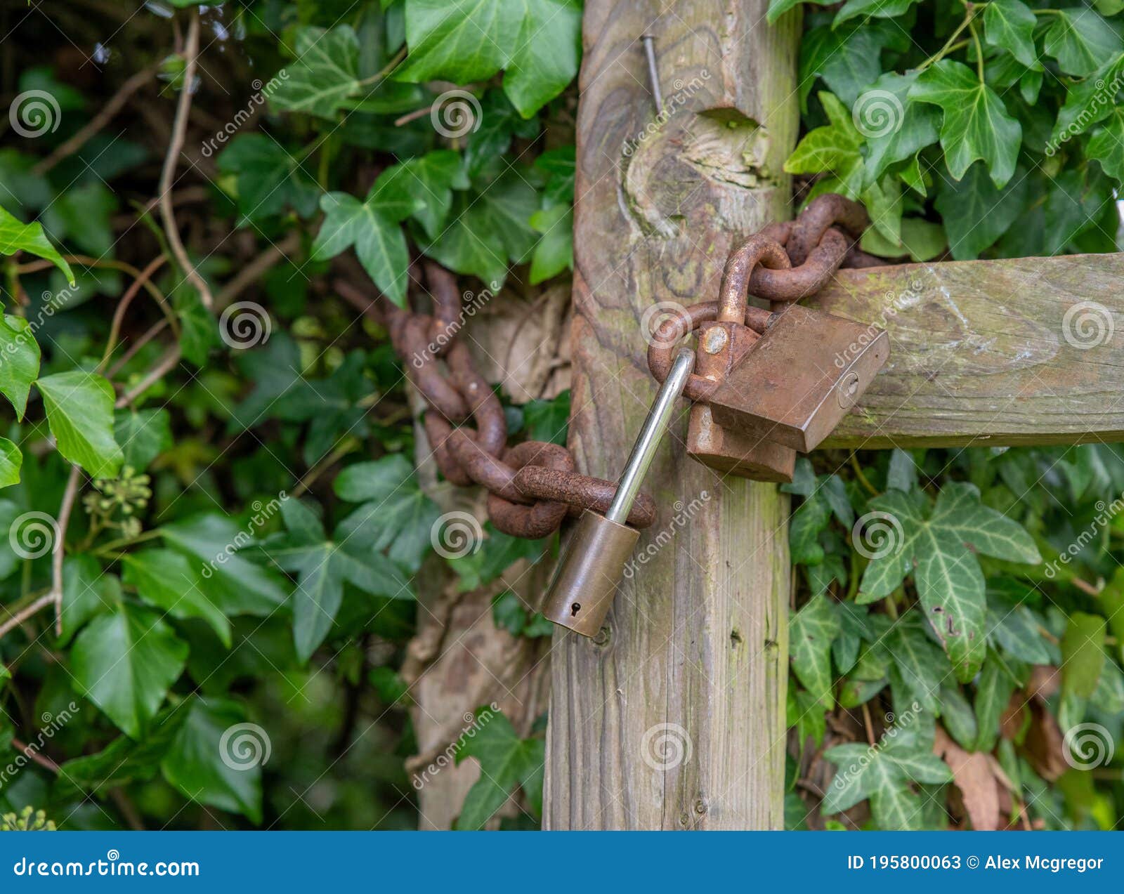 Triple Padlock and Link Chain Stock Image - Image of fence, iron: 195800063
