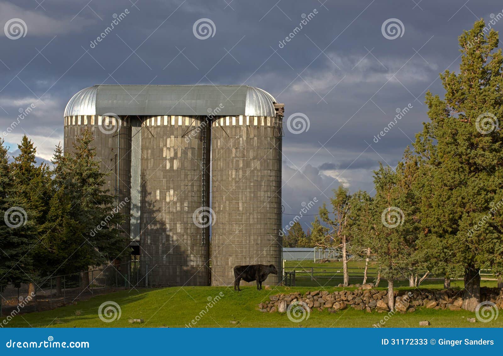 Triple Silver Silos and Black Cow Stock Image - Image of gray, farm ...