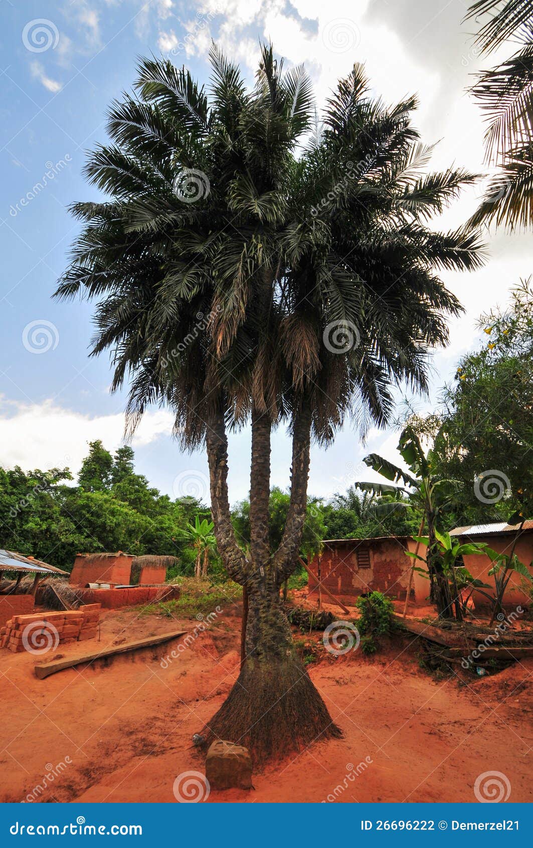Triple Tree In The Forest,enchanted Tree In The Forest Grows, The ...