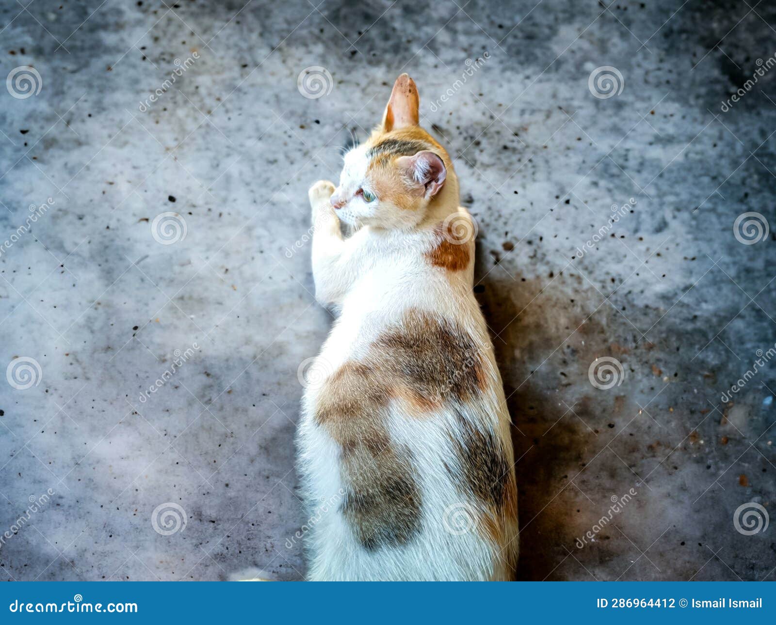 A triple striped cat stock photo. Image of carnivore - 286964412